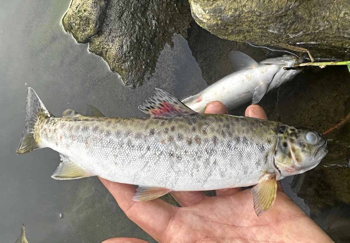 Zergatik hil dira ehunka amuarrain eta izokin Urumean? | IRRATIA